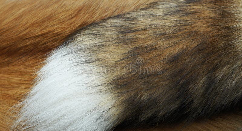 Der Pelz stockbild. Bild von mehrfarbig, wild, hintergrund - 27095349