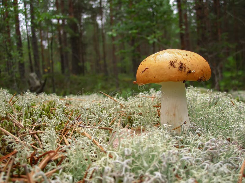 Der Pilz Russula Mit Gelbem Hut Stockbild - Bild von blätter, gras ...