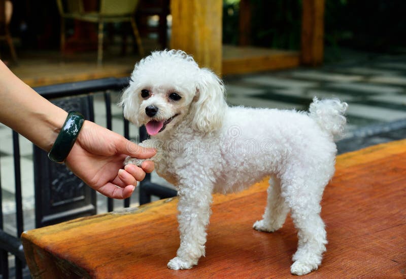 Der Pudel stockfoto. Bild von jung, mini, glück, greifer - 32431136