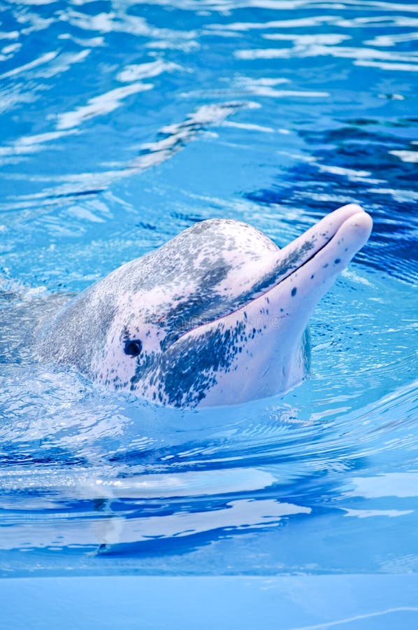 Rosa Delphin stockfoto. Bild von tier, tropisch, sousa - 95978206