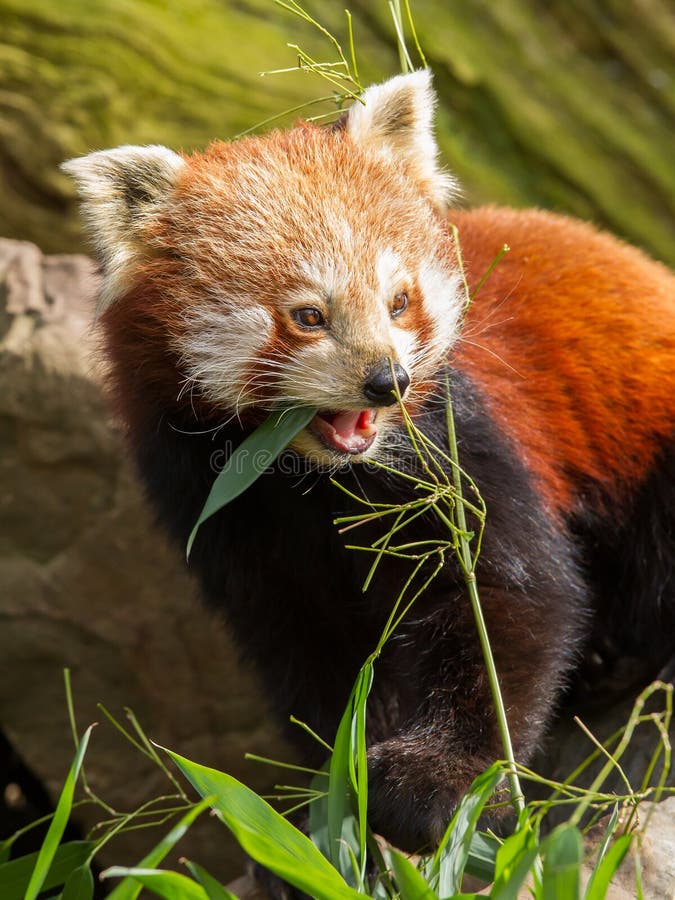 Der Rote Panda, Das Firefox Oder Lesser Panda Stockfoto - Bild von ...