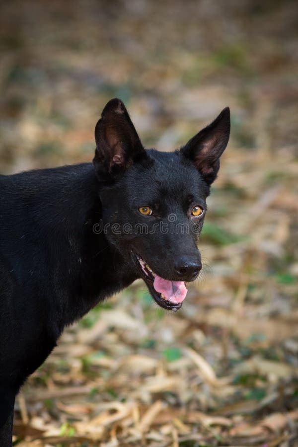 Der schwarze Hund. stockbild. Bild von pelz, fauna, erwachsener - 38509555
