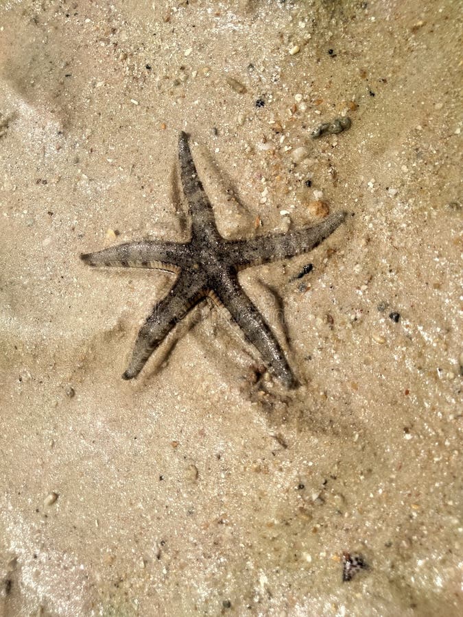 Der Seestern Hat Eine Form Wie Ein Stern Und Hat 5 Arme Stockbild ...