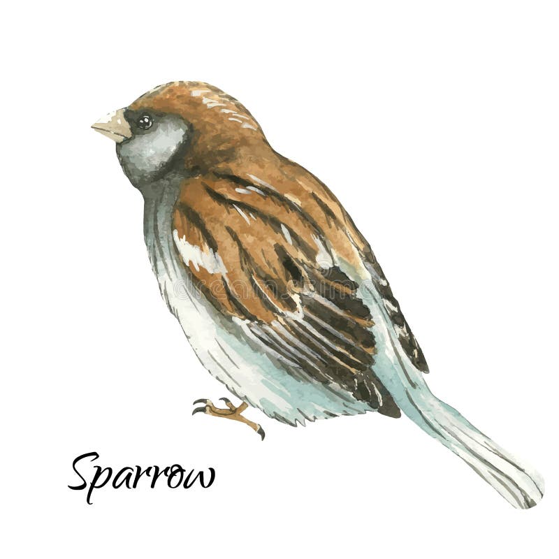 Der Spatz Auf Weißem Hintergrund Vektor Abbildung - Illustration von ...