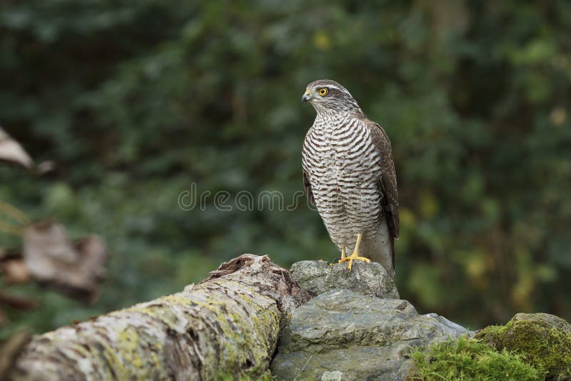 Sperber im Flug stockfoto. Bild von sonderkommando, leben - 35389578