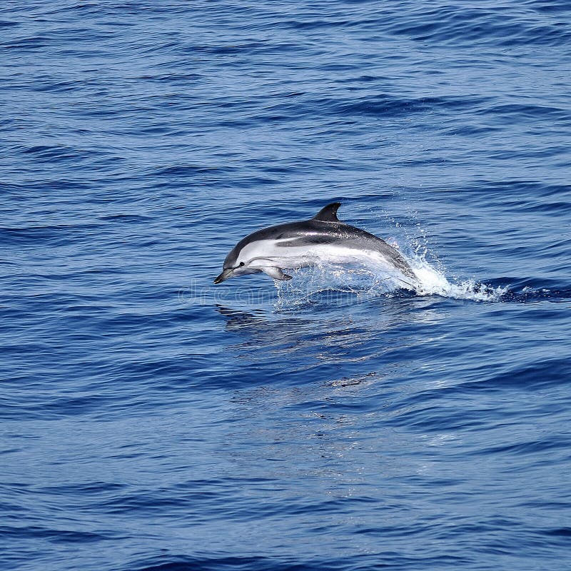 Delphin springen stockbild. Bild von intelligent, spaß - 29581077