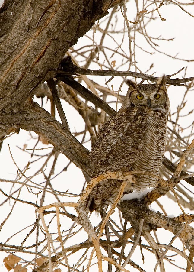 Eulen-Feder stockfoto. Bild von feder, gestreift, nahaufnahme - 10219794