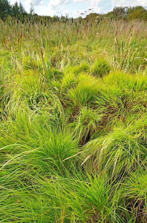 Der Sumpf stockbild. Bild von hintergrund, szenisch, stamm - 29011031