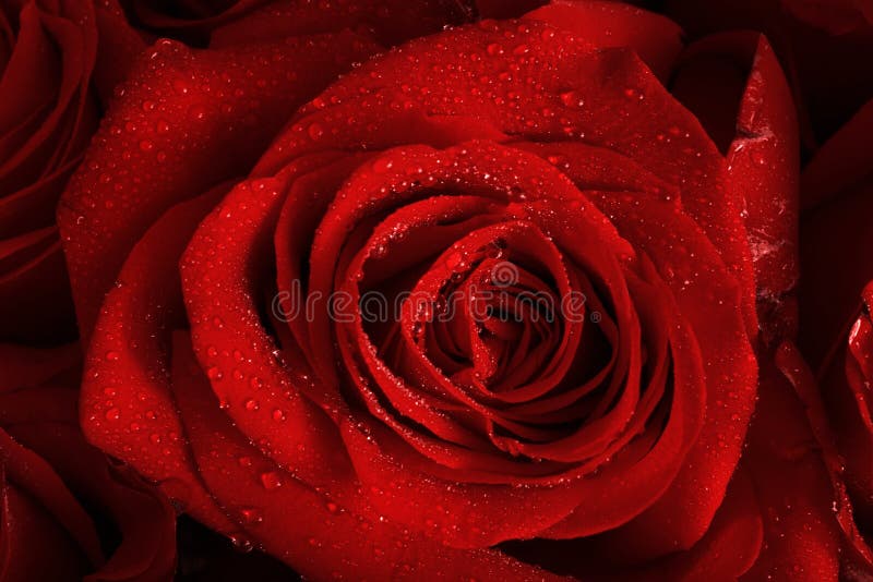 Der Tau auf der Rose stockbild. Bild von rosa, knospen - 115523603