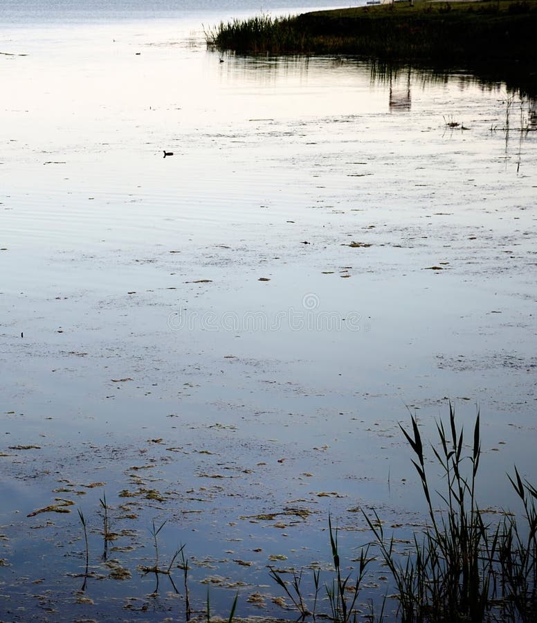 Der Teich an der Dämmerung stockbild. Bild von blätter - 5406927