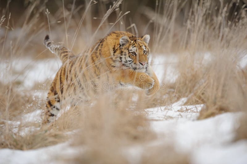 Der Tiger Springend in Gelbes Gras Im Winter Stockfoto - Bild von ...