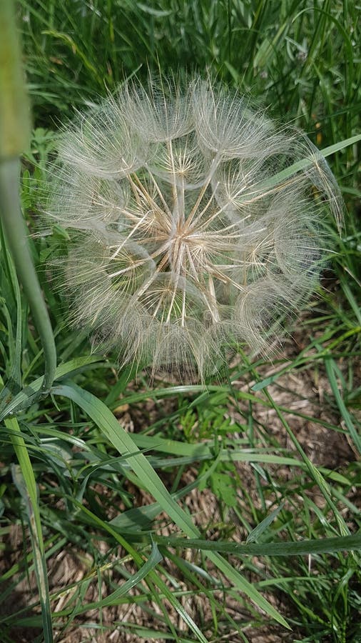 Todesblume stockbild. Bild von schwarzes, dschungel, dunkel - 2021267