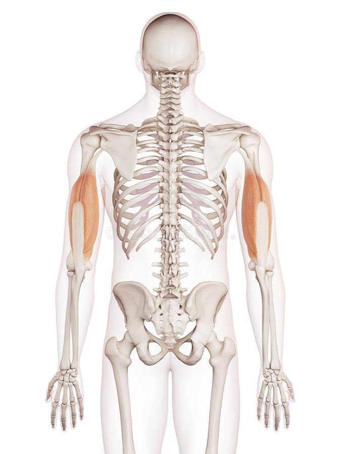 Der Trizeps stock abbildung. Illustration von knochen - 57549160