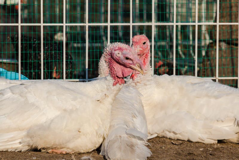 Der Truthahn stockfoto. Bild von tiere, truthahn, thanksgiving - 49020360
