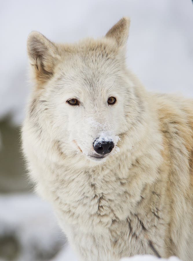 Tundra-Wolf stockbild. Bild von schnee, farbe, wolf, raub - 65804677