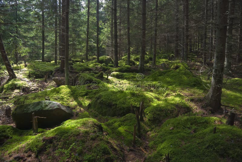Der Urwald stockfoto. Bild von moos, europa, sumpf, urzeitlich - 31469638