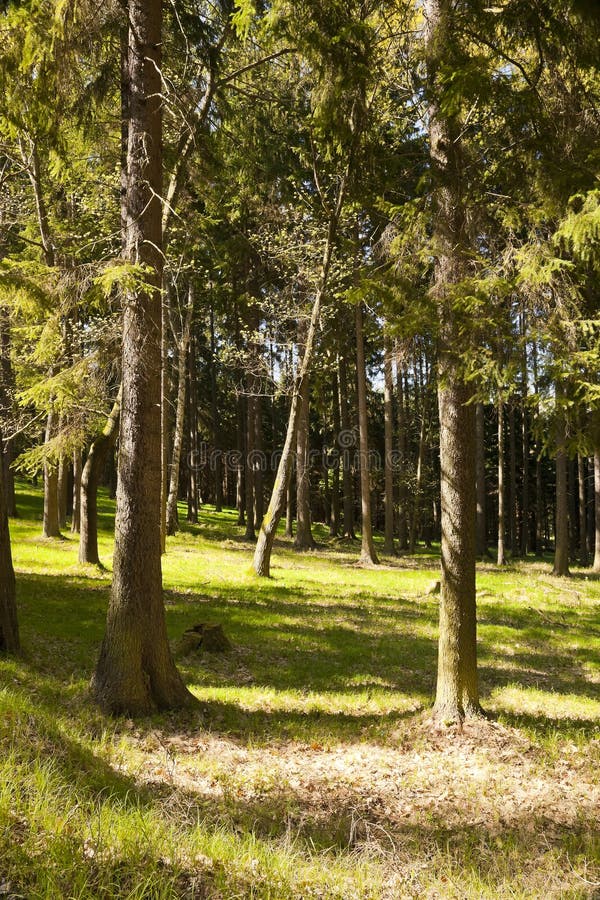 Der Urwald stockbild. Bild von sumpfig, aufspaltung, erle - 24227851