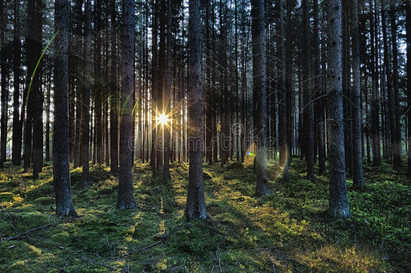 Der Urwald stockfoto. Bild von moos, europa, sumpf, urzeitlich - 31469638