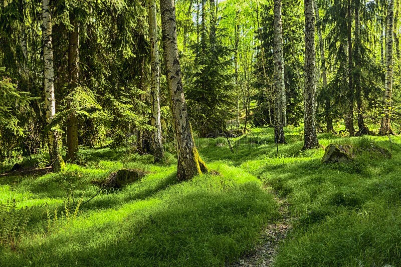 Der Urwald stockfoto. Bild von urwald - 31469638