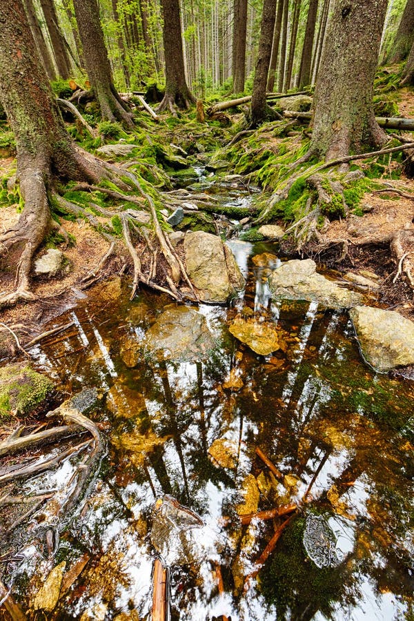 Der Urwald mit Stumpf stockbild. Bild von frisch, grün - 130231071