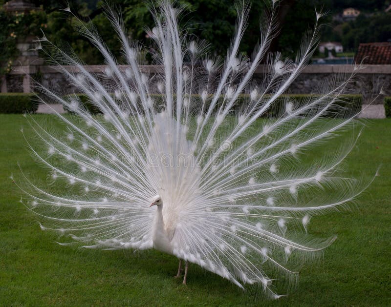Albino Pfau Archivbilder - Abgabe des Download-830 geben Fotos frei