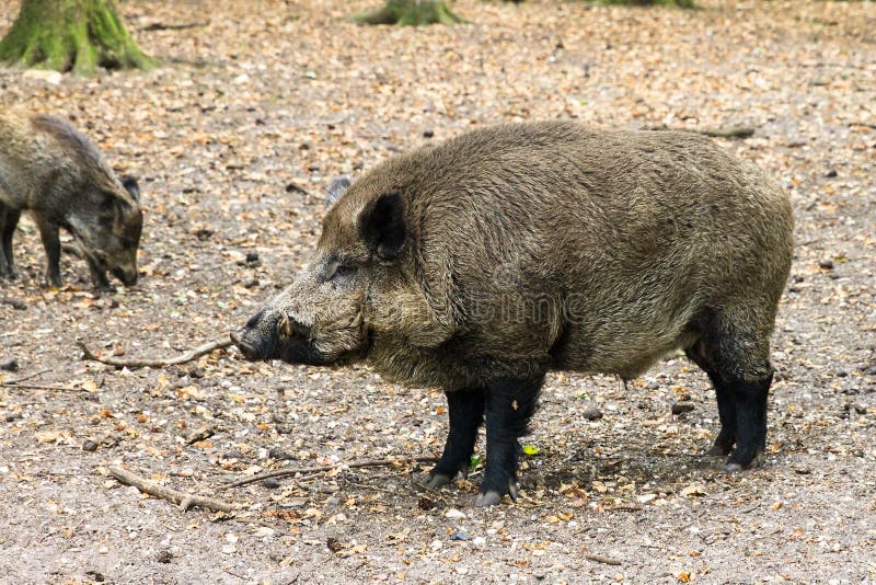 Der wilde Eber des Chefs stockfoto. Bild von wild, europa - 40338872