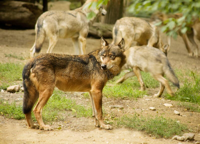 Der Wolf stockbild. Bild von gärten, zoologisch, satz - 12318089