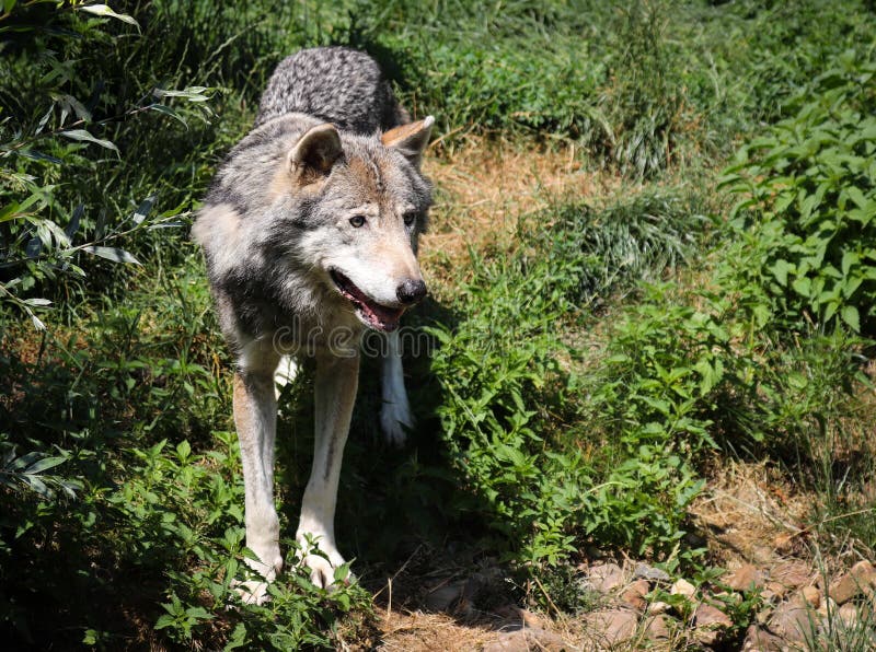 Der Wolf Canis Lupus-, Alias Grauer/Grauewolf, Der Timberwolf Oder Der ...