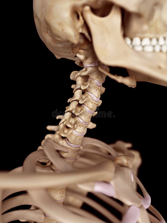 Der Dorn und der Thorax stock abbildung. Illustration von skelettartig ...
