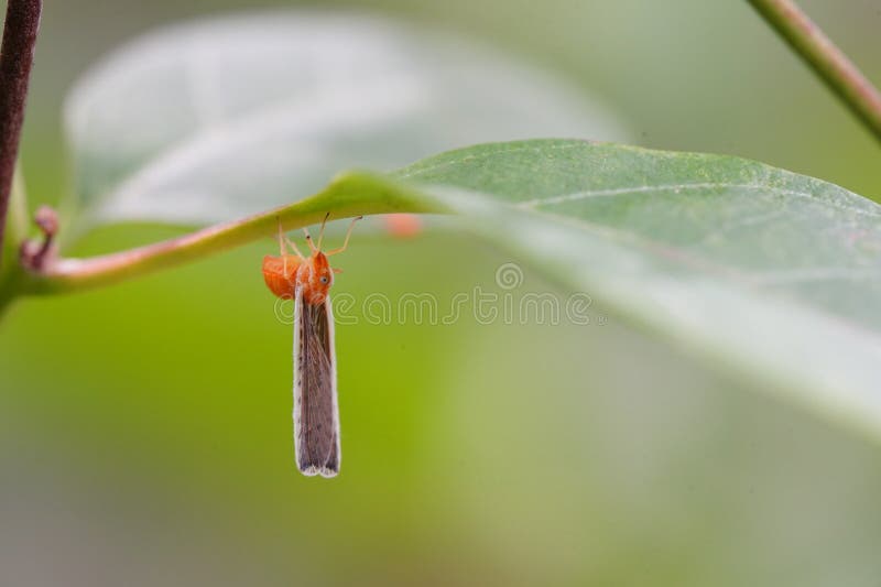 Derbidae or Zoraidini is a Long Winged Planthopper Stock Photo - Image ...