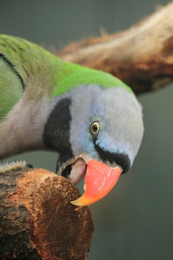 Derbyan parakeet stock image. Image of parrot, parakeet - 27240035
