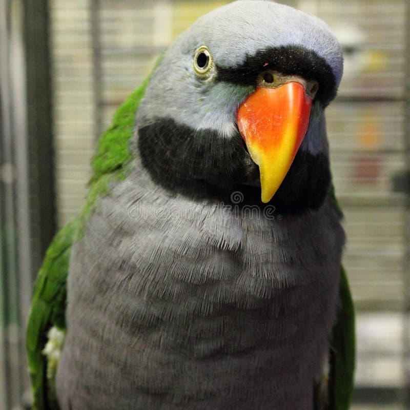 Derbyan Parakeet Parrot Eating Food Stock Photo - Image of feathers ...