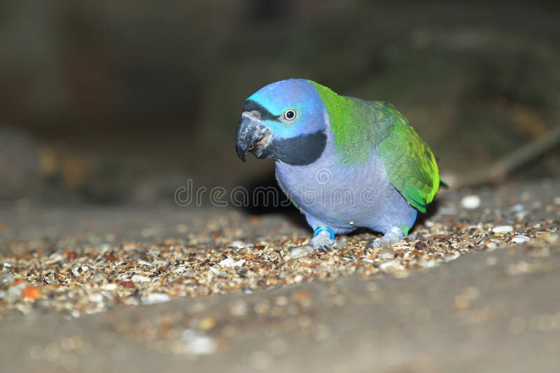 Derbyan parakeet stock image. Image of derby, lord, derbiana - 103886043