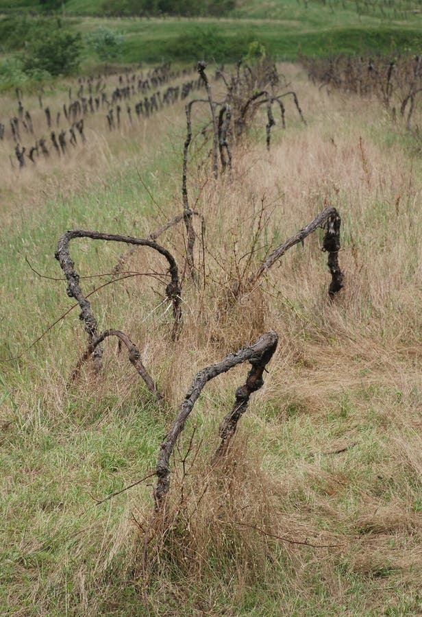 Dead Grape Vines stock photo. Image of champagne, ruin - 87843646