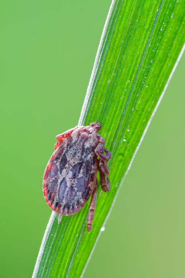 Dermacentor marginatus stock photo. Image of tick, ixodidae - 52717656
