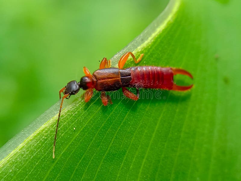 Dermaptera on banana leaf stock photo. Image of flower - 242428494
