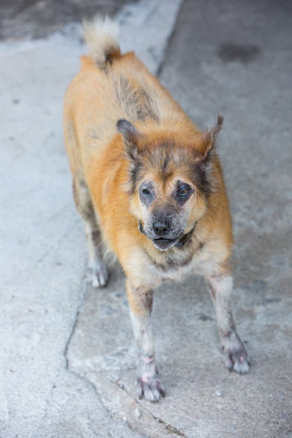 Dermatitis for Animal - Sick Dog Stock Image - Image of animal, scabies ...