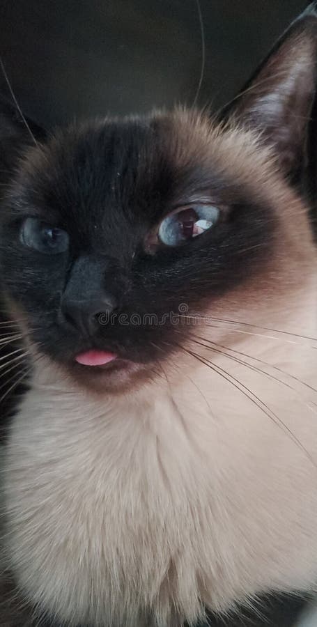Derp kitty cat stock photo. Image of kitty, tongue, derp - 241083050
