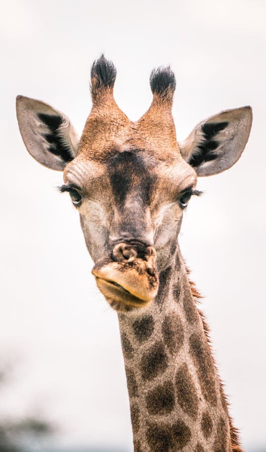 Derpy Looking Giraffe Facing Camera. Kruger National Park. South Africa ...