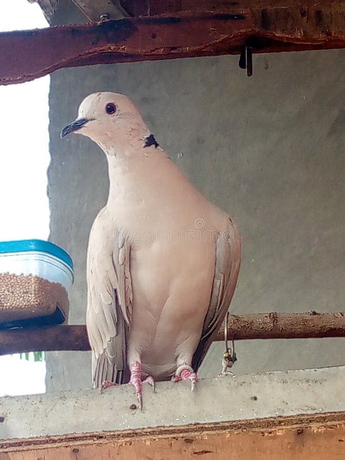 Deruk Bird Stock Photos - Free & Royalty-Free Stock Photos from Dreamstime