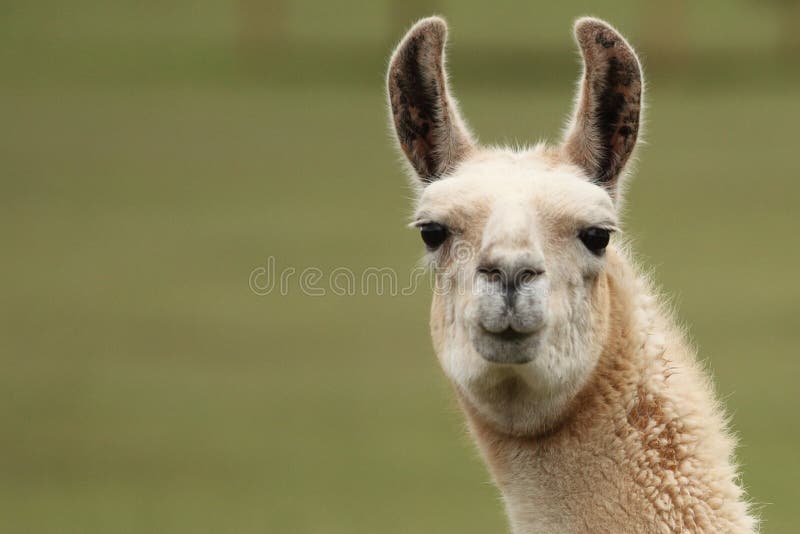Des Gesichts-Abschlusses Des Lamas Hoher Blick Stockbild - Bild von ...