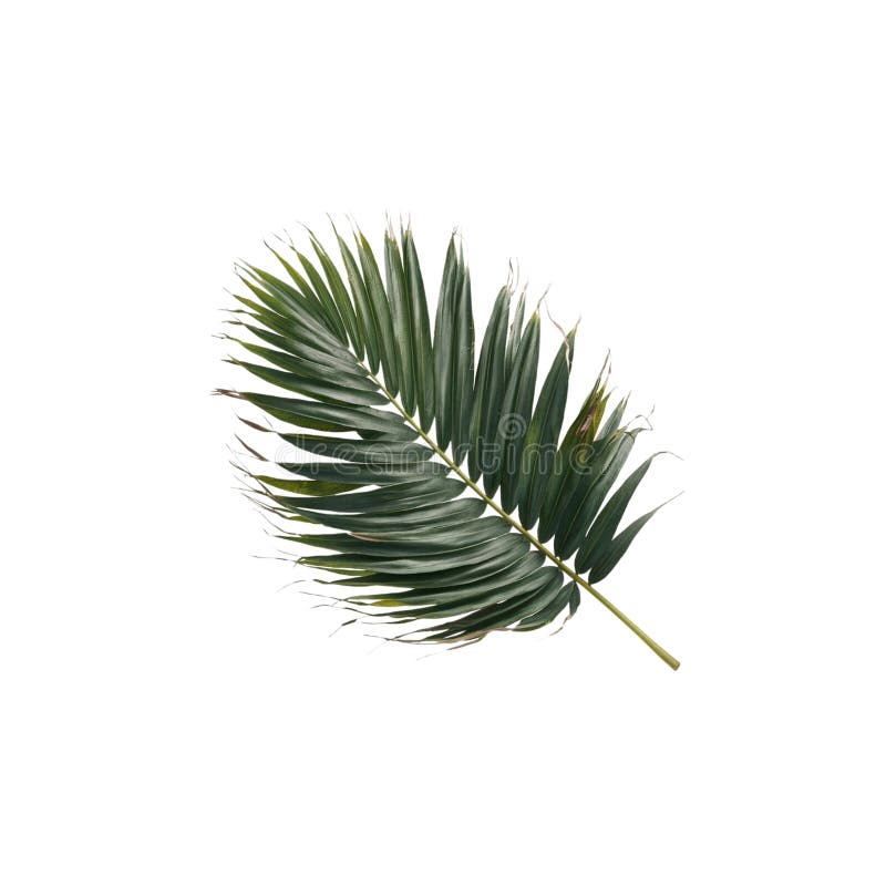 Photo of Coconut Leaf Fronds on a White Background Stock Illustration ...