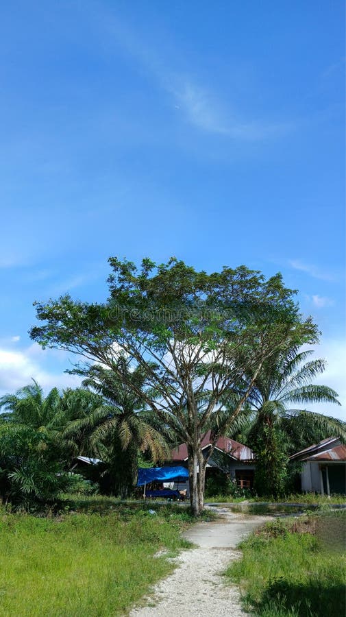 A Shady Tree that Stands Firmly in Front of the House Stock Image ...