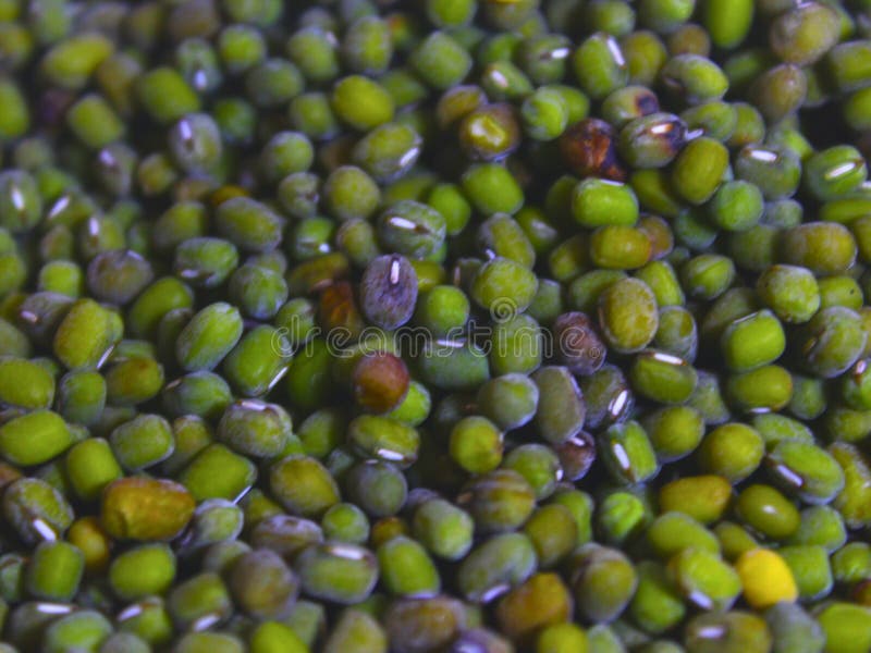Mung Bean Closeup Showing Fresh Green Seeds Soaked in Water Stock Image ...