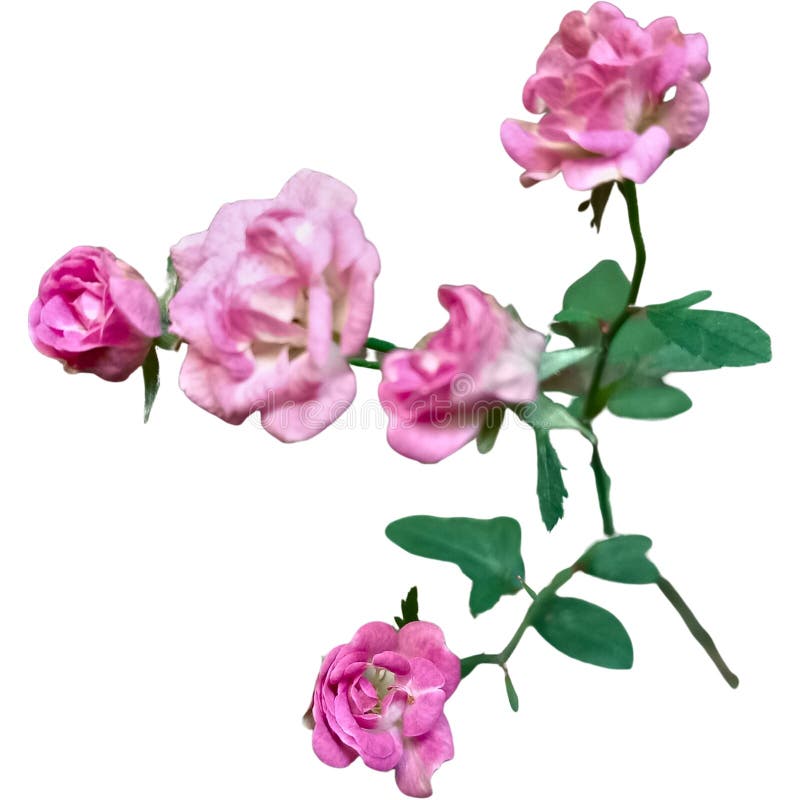 Pink Baby Rose Flowers Isolated on White Background, Showcasing ...