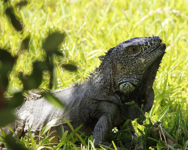 Iguana running along water stock image. Image of brown - 36339305