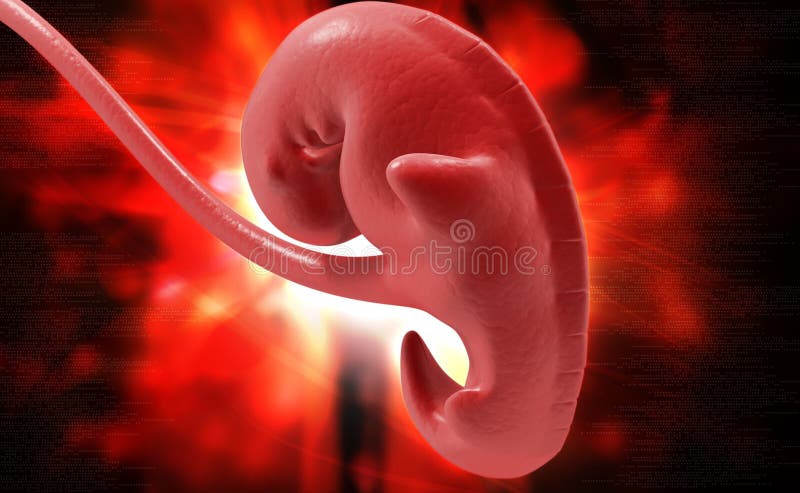 Desarrollo embrionario stock de ilustración. Ilustración de fondo ...