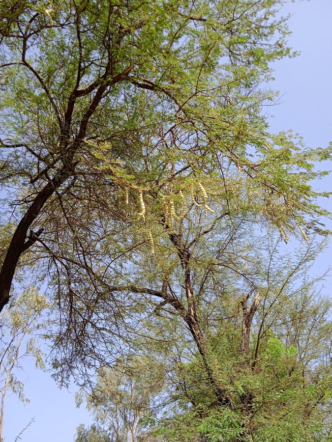 Desart thorny tree stock photo. Image of maple, shrub - 215072038