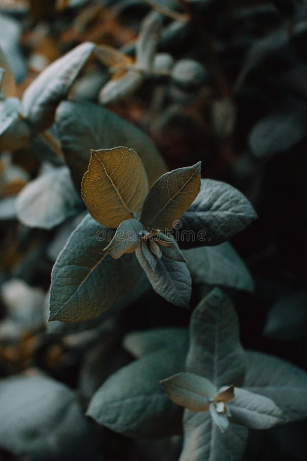 Desaturated Green Leaves with Texture Stock Photo - Image of crowded ...
