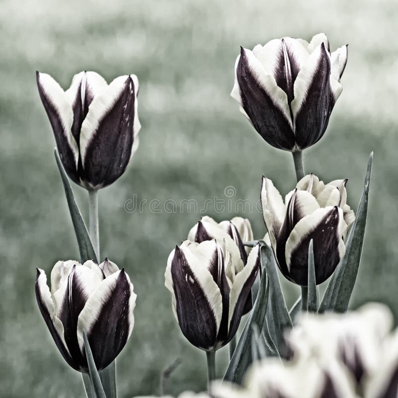 Desaturated Image of Two Color Flowers of Several Tulips Stock Photo ...